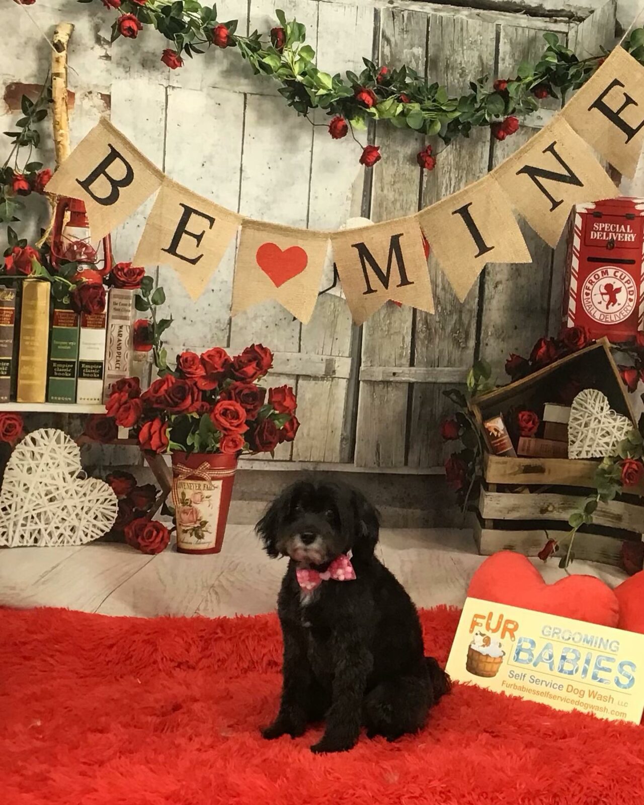 HOME - Fur Babies Self Service Dog Wash